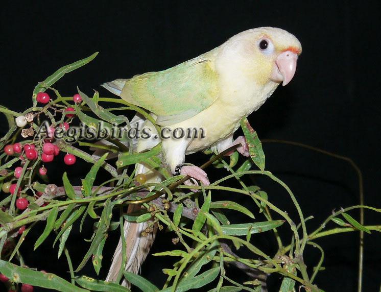 Mutation Greencheeks